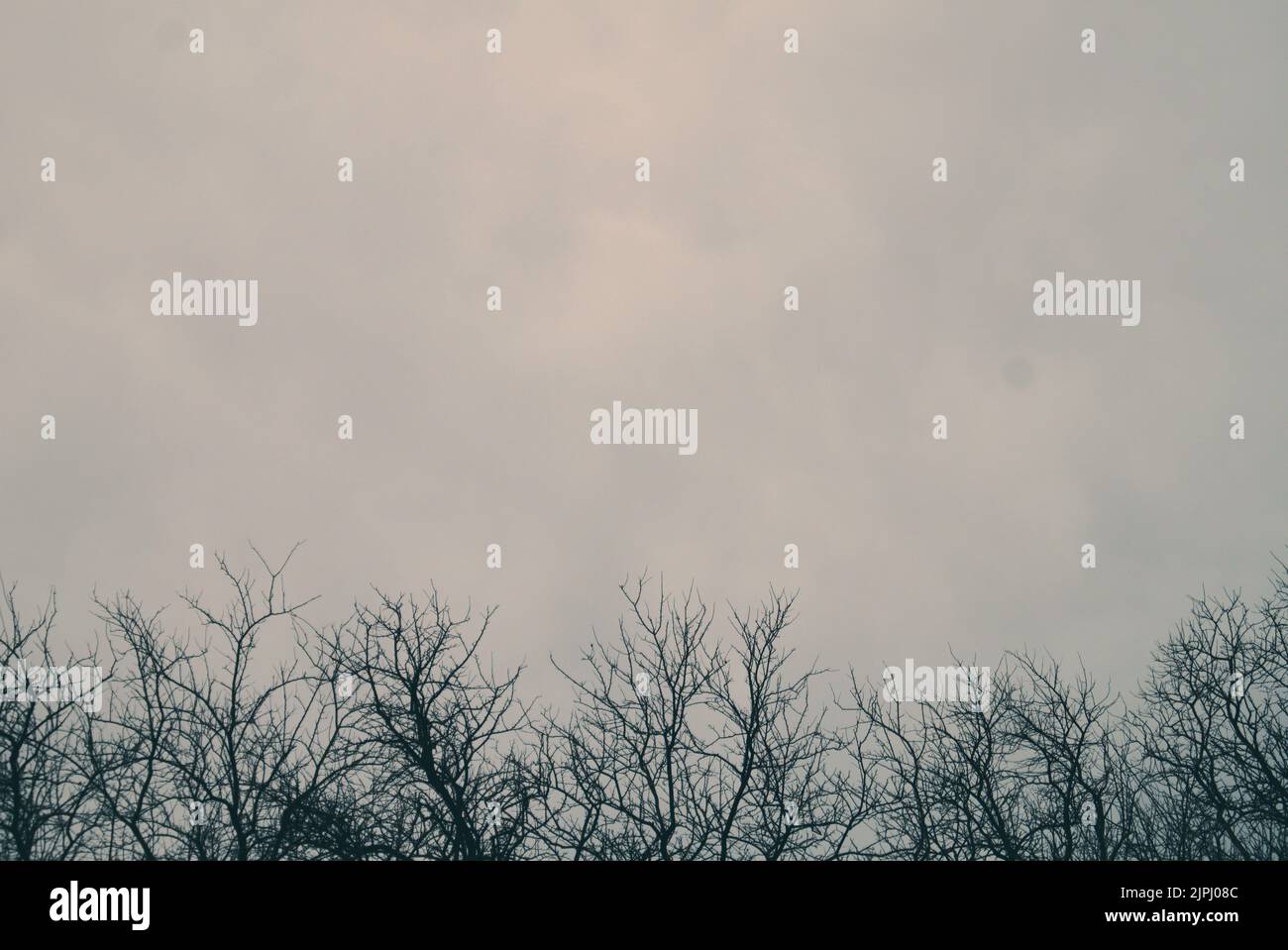 Deciduous tree branches hi-res stock photography and images - Alamy