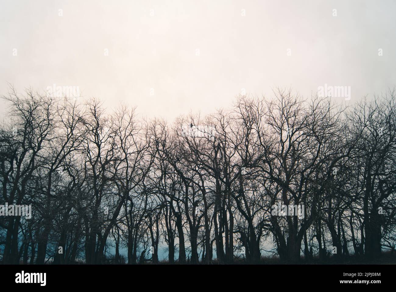 Sky branches deciduous trees hi-res stock photography and images - Alamy