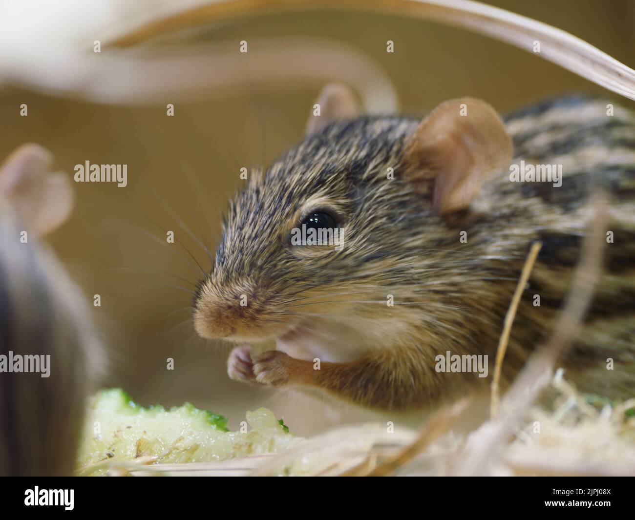 Striped mouse hi-res stock photography and images - Alamy