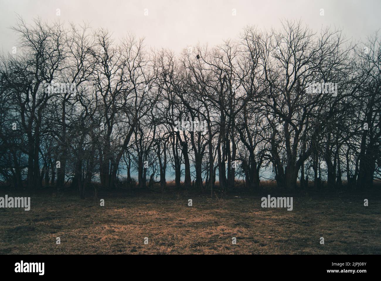 A beautiful line of deciduous trees on the dry field with a clouded sky ...