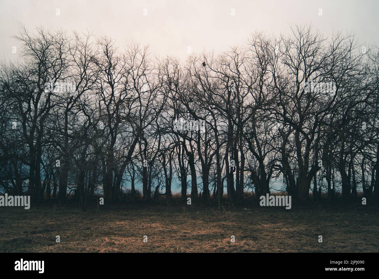 A beautiful line of deciduous trees on the dry field with a clouded sky ...