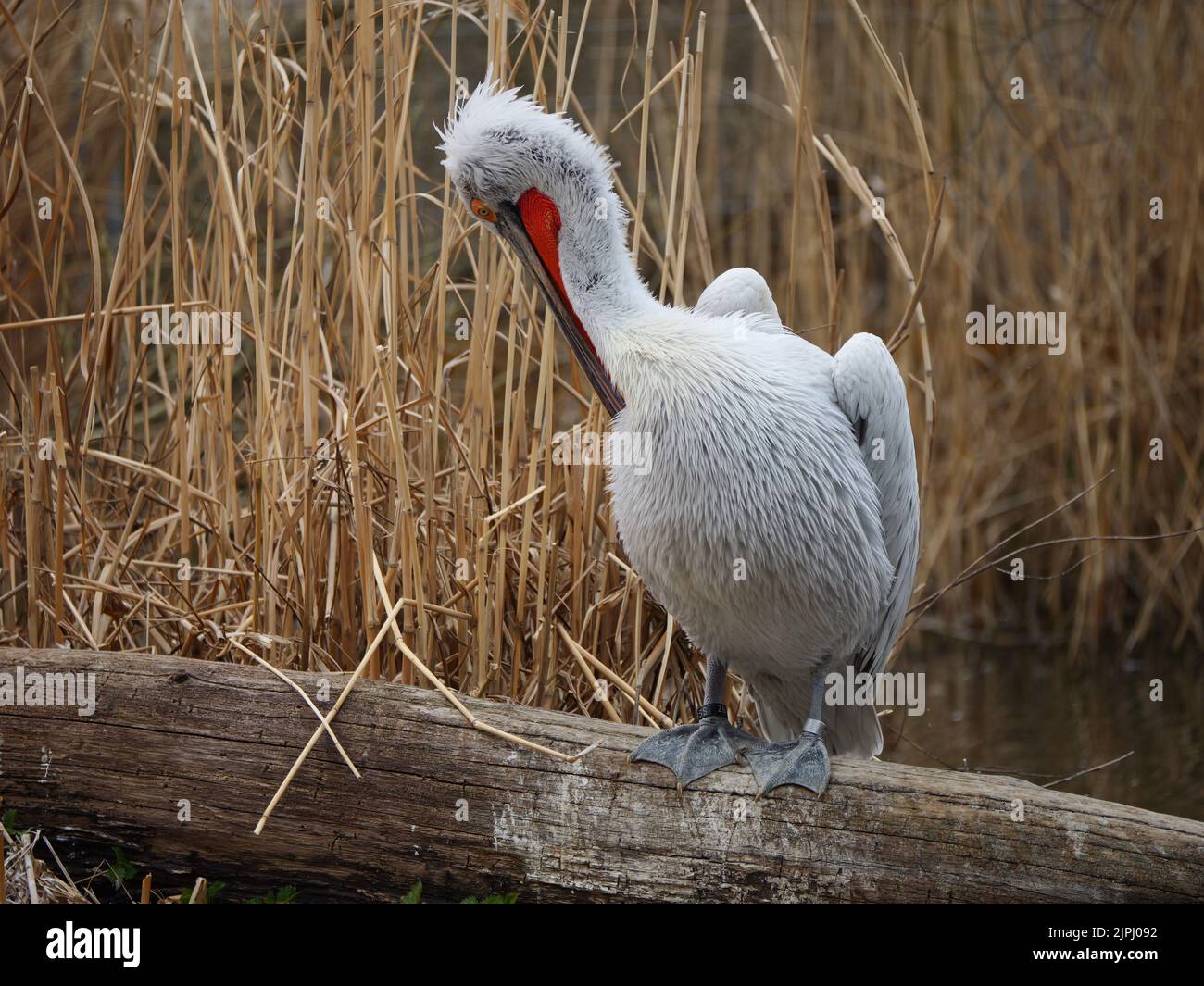 Closeup shot pelican standing hi-res stock photography and images - Alamy