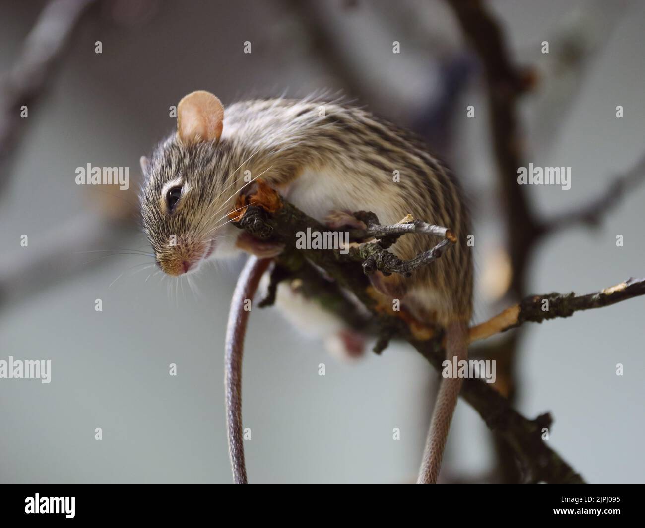 Tree mouse hi-res stock photography and images - Alamy