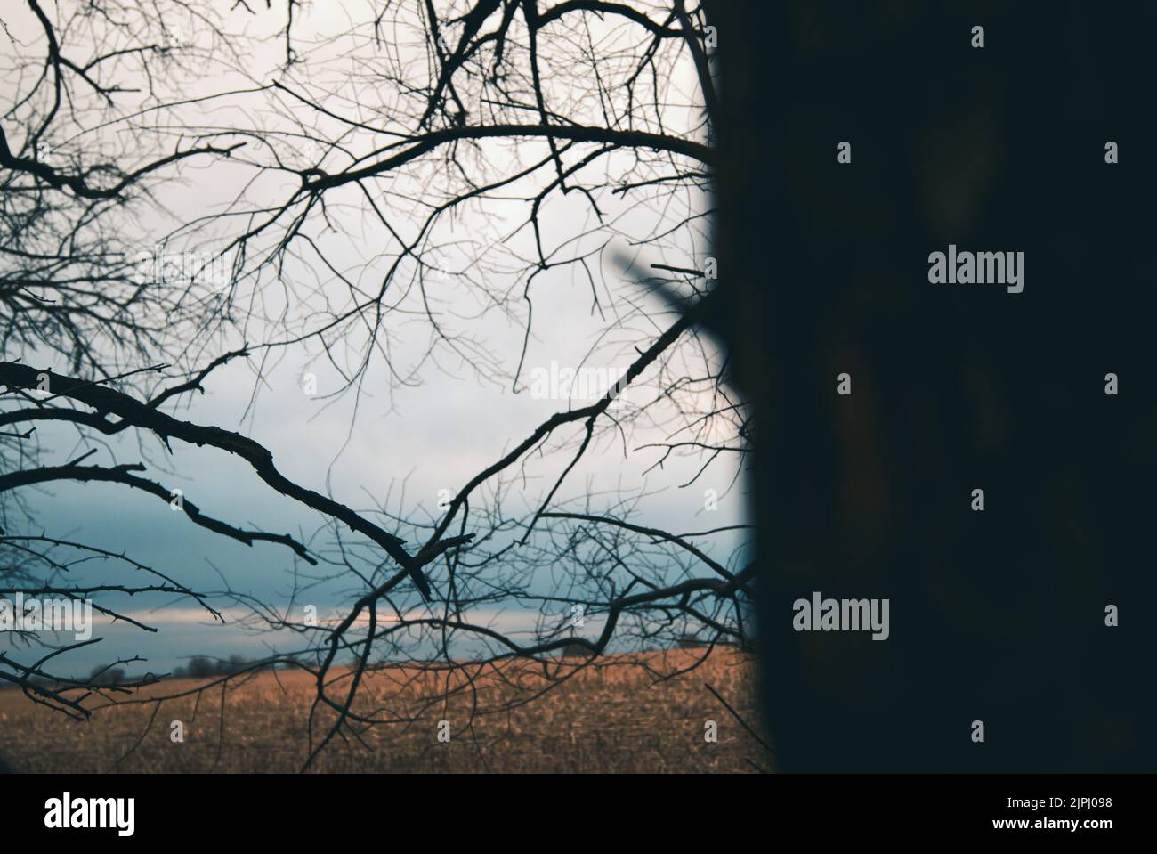 Beautiful branches of deciduous trees with a beautiful view in the ...