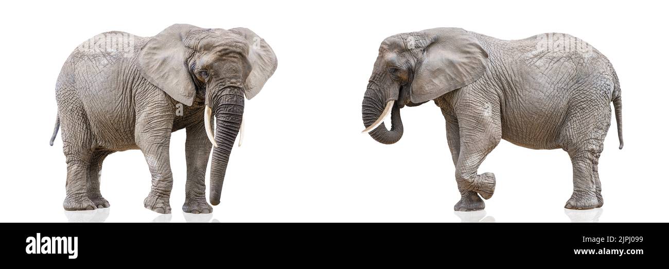 Isolation on white of two walking elephants. African elephants isolated ...