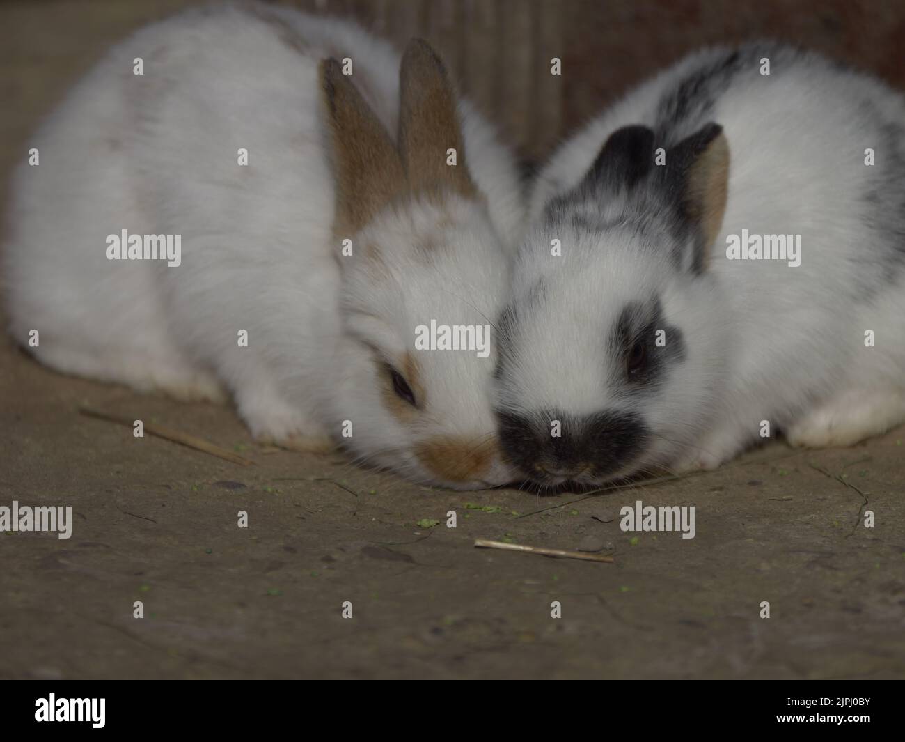 Two cute rabbits sleeping together hi-res stock photography and images ...