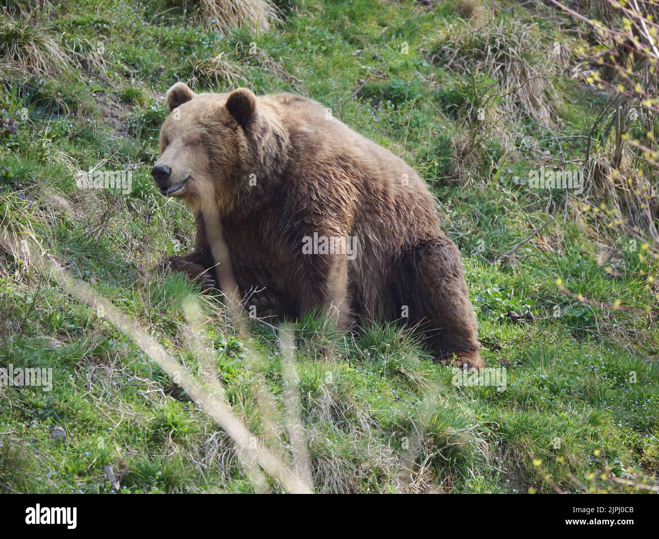 Strong brown hi-res stock photography and images - Alamy