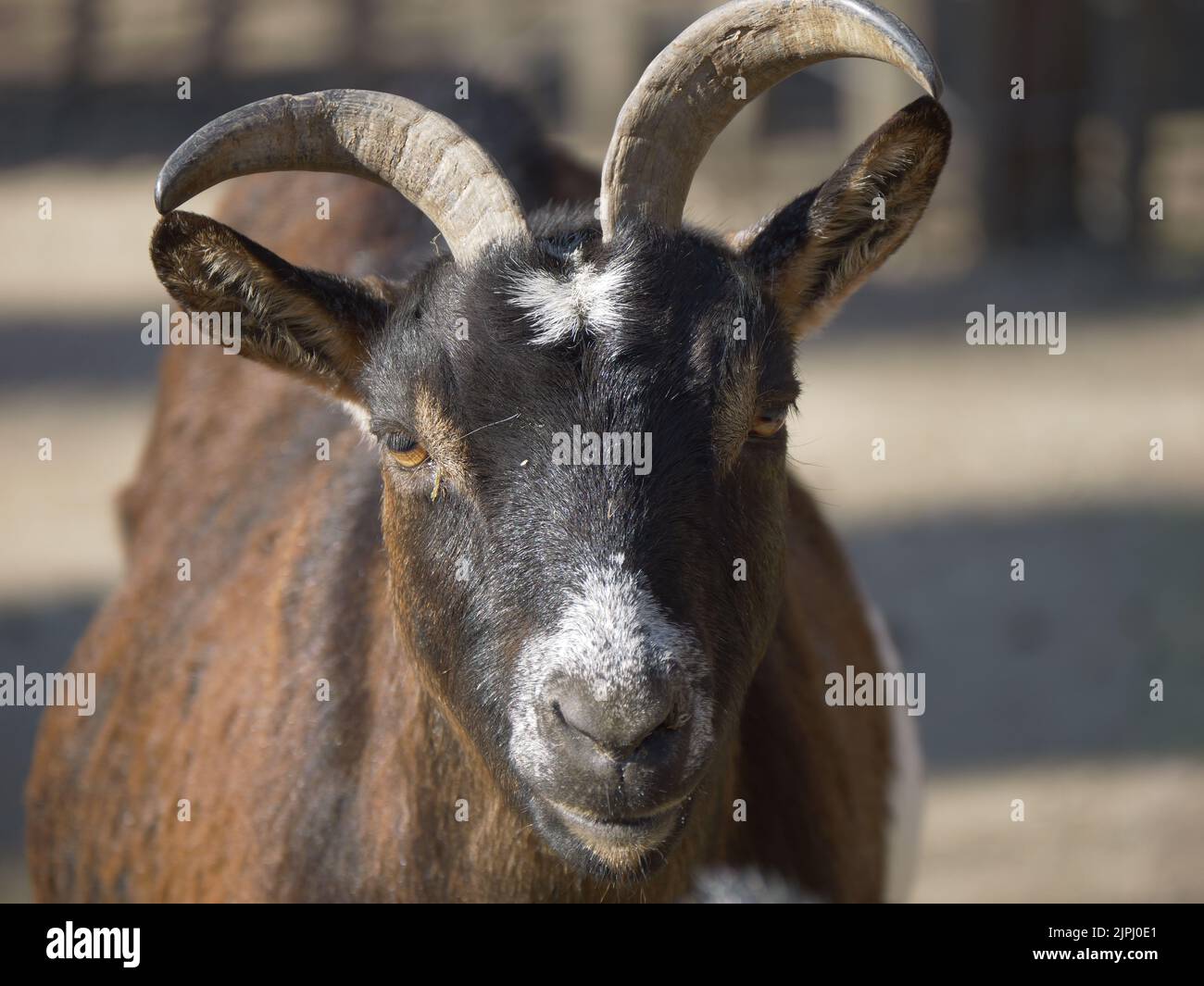Closeup head shot goat hi-res stock photography and images - Alamy