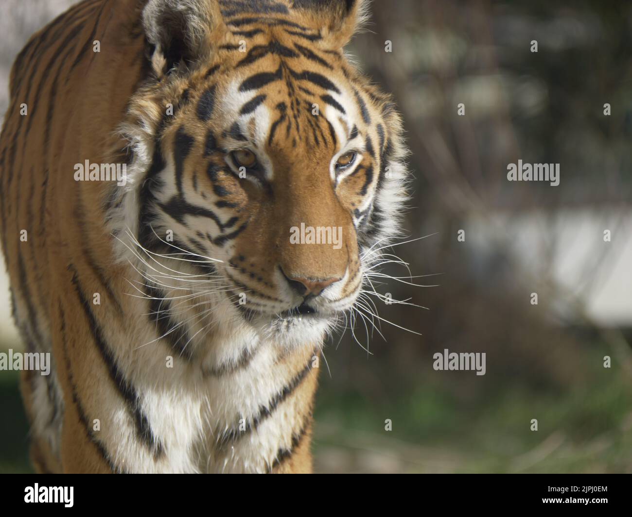 Tiger closeup face hi-res stock photography and images - Alamy