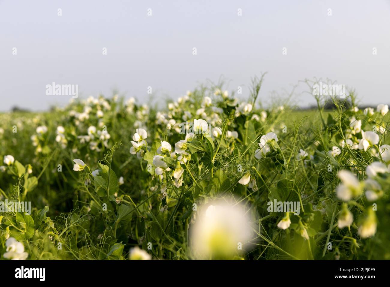 An agricultural field where green peas grow during flowering, a large ...