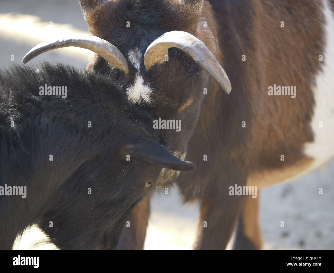One or two horns hi-res stock photography and images - Alamy