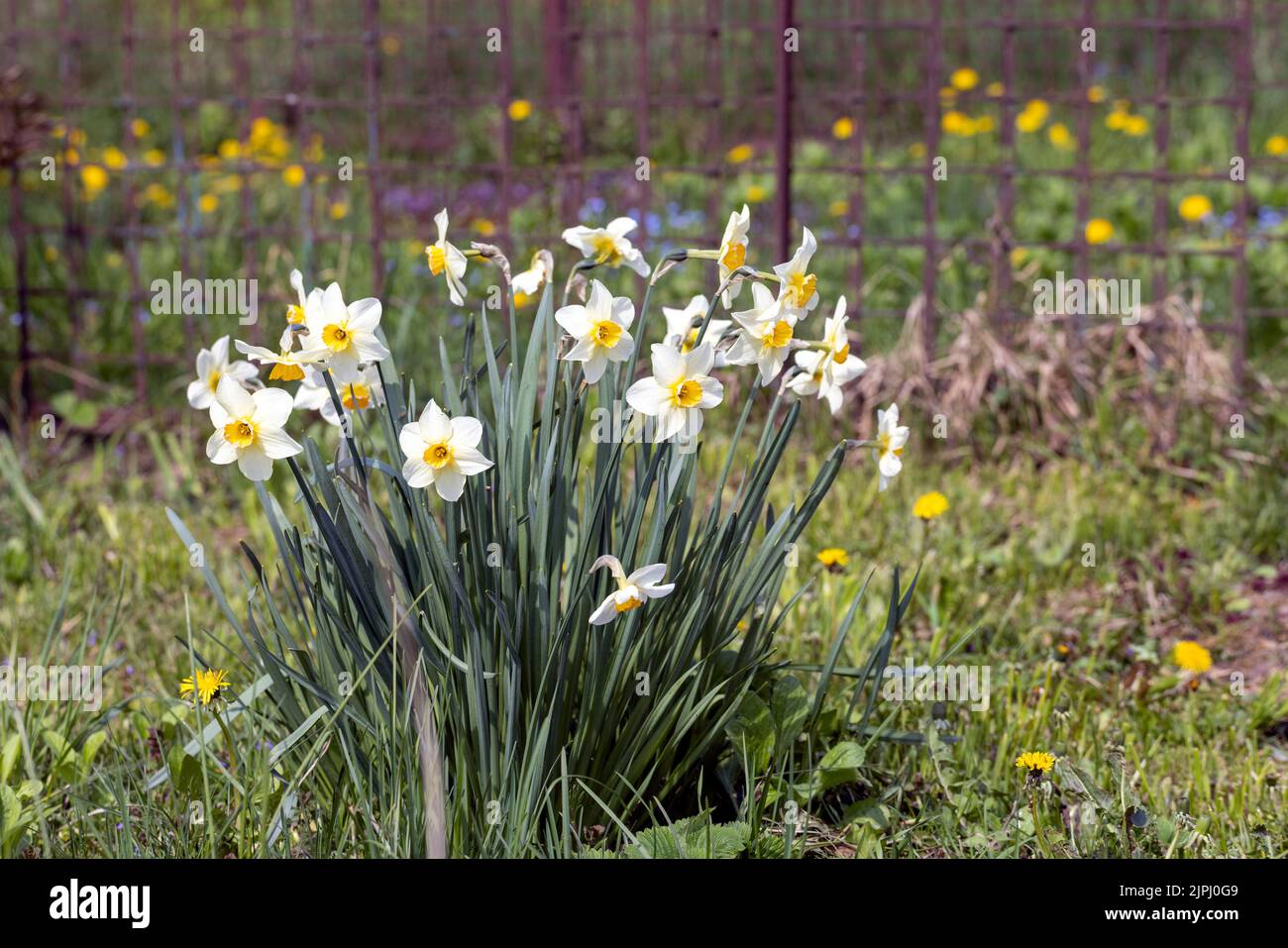 spring narcissus flower in dust and dirt after the last rain, beautiful ...