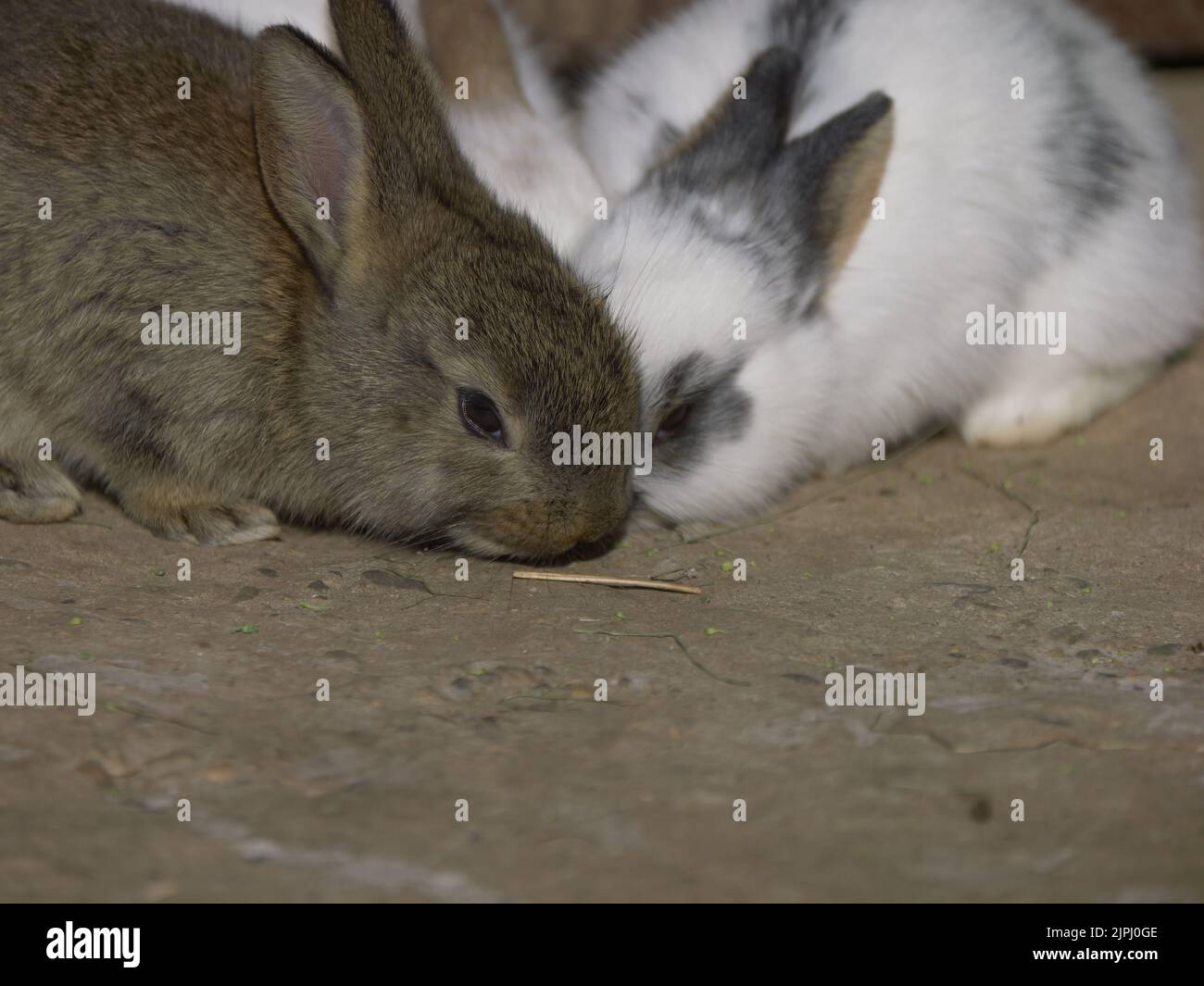 White rabbits hi-res stock photography and images - Alamy