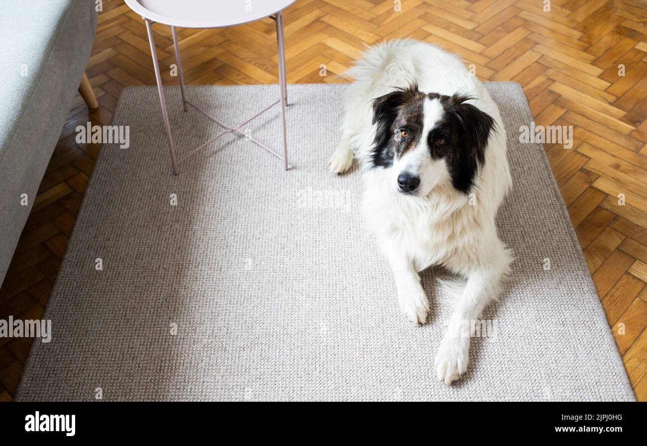 cute white dog in living room Stock Photo - Alamy