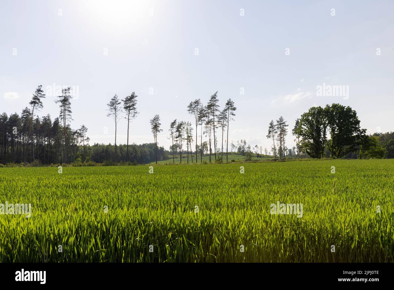 deforestation and timber harvesting in eastern Europe, felled and sawn ...