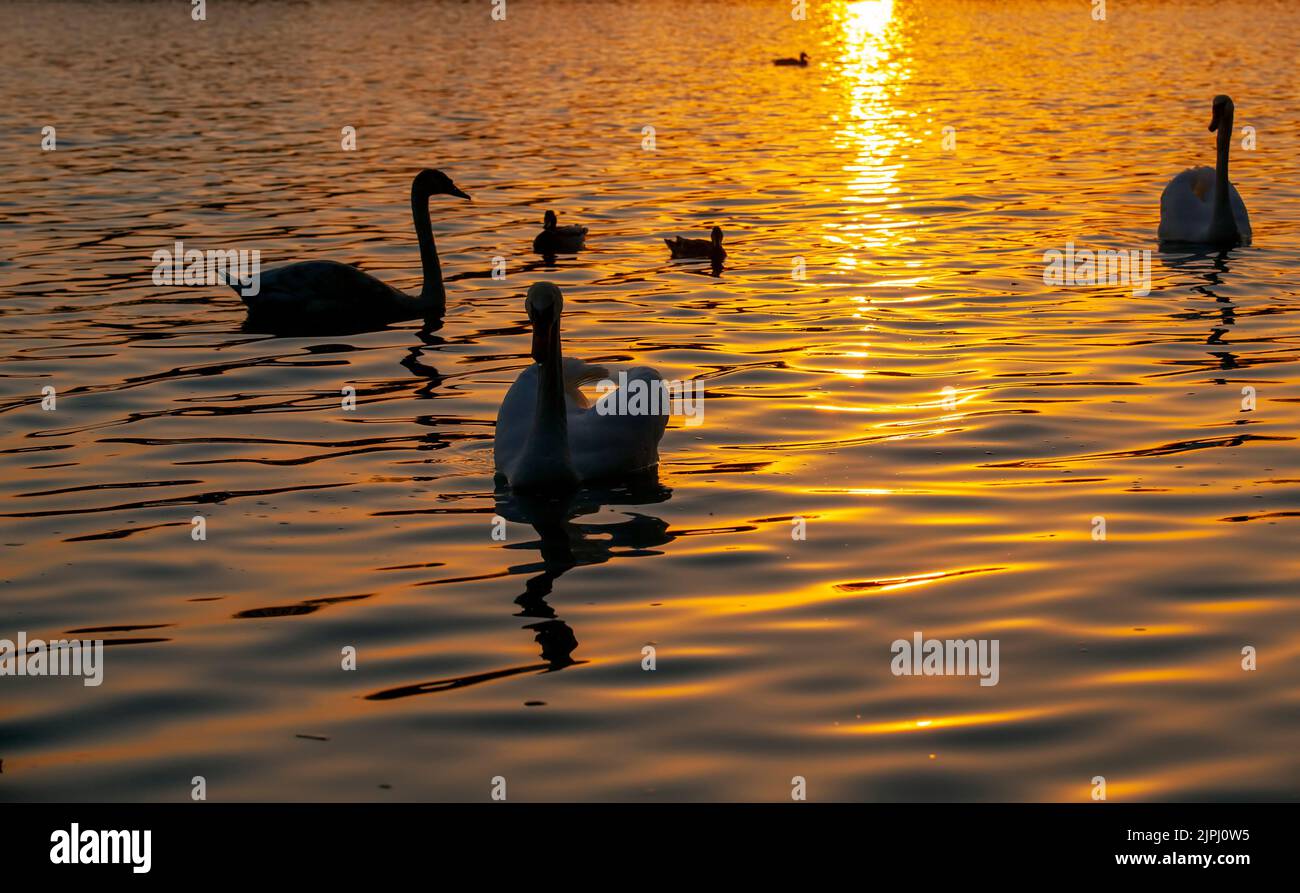 White swans floating in the lake during sunset, beautiful golden sun ...