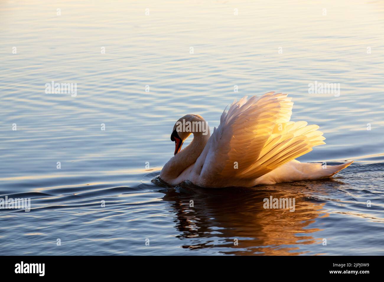 White swans floating in the lake during sunset, beautiful golden sun ...