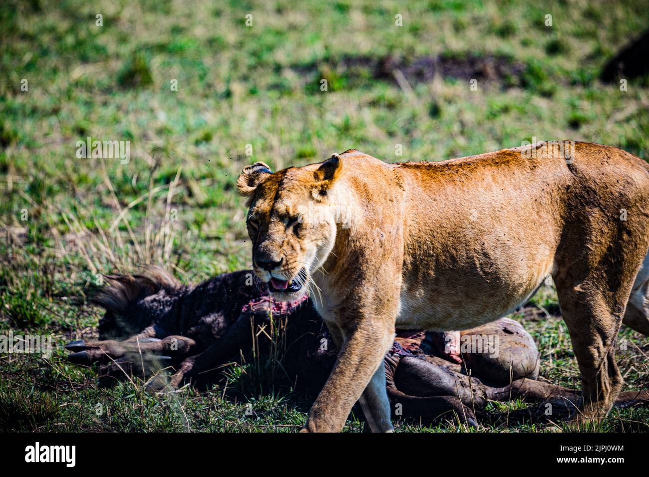 lion is a large cat of the genus Panthera, native to Africa and India ...