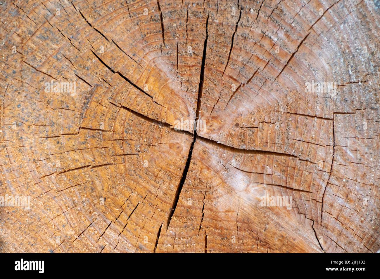 Cross section dried wood core hi-res stock photography and images - Alamy