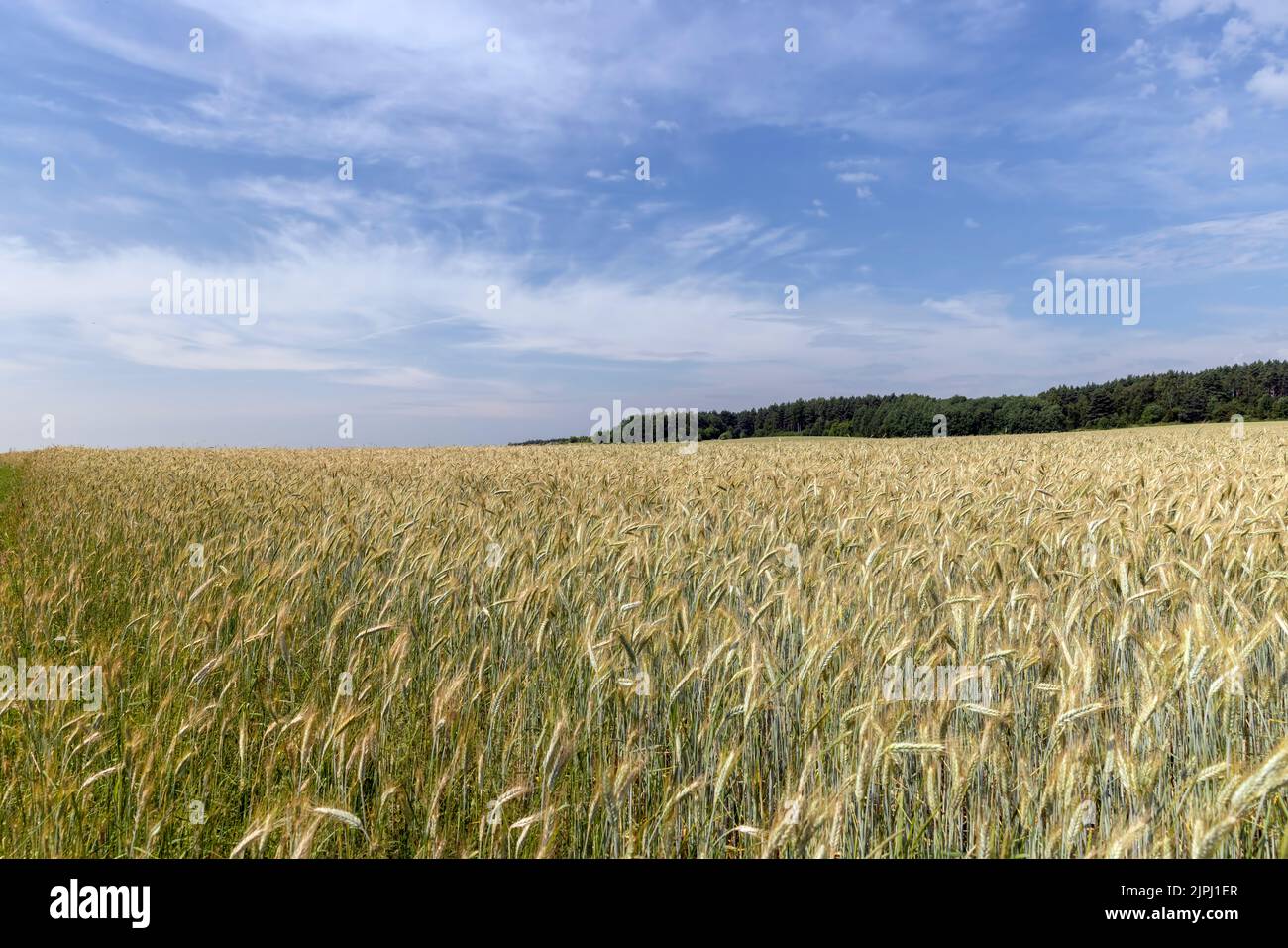 Agricultural wheat field with unripe wheat , summer season in a field ...