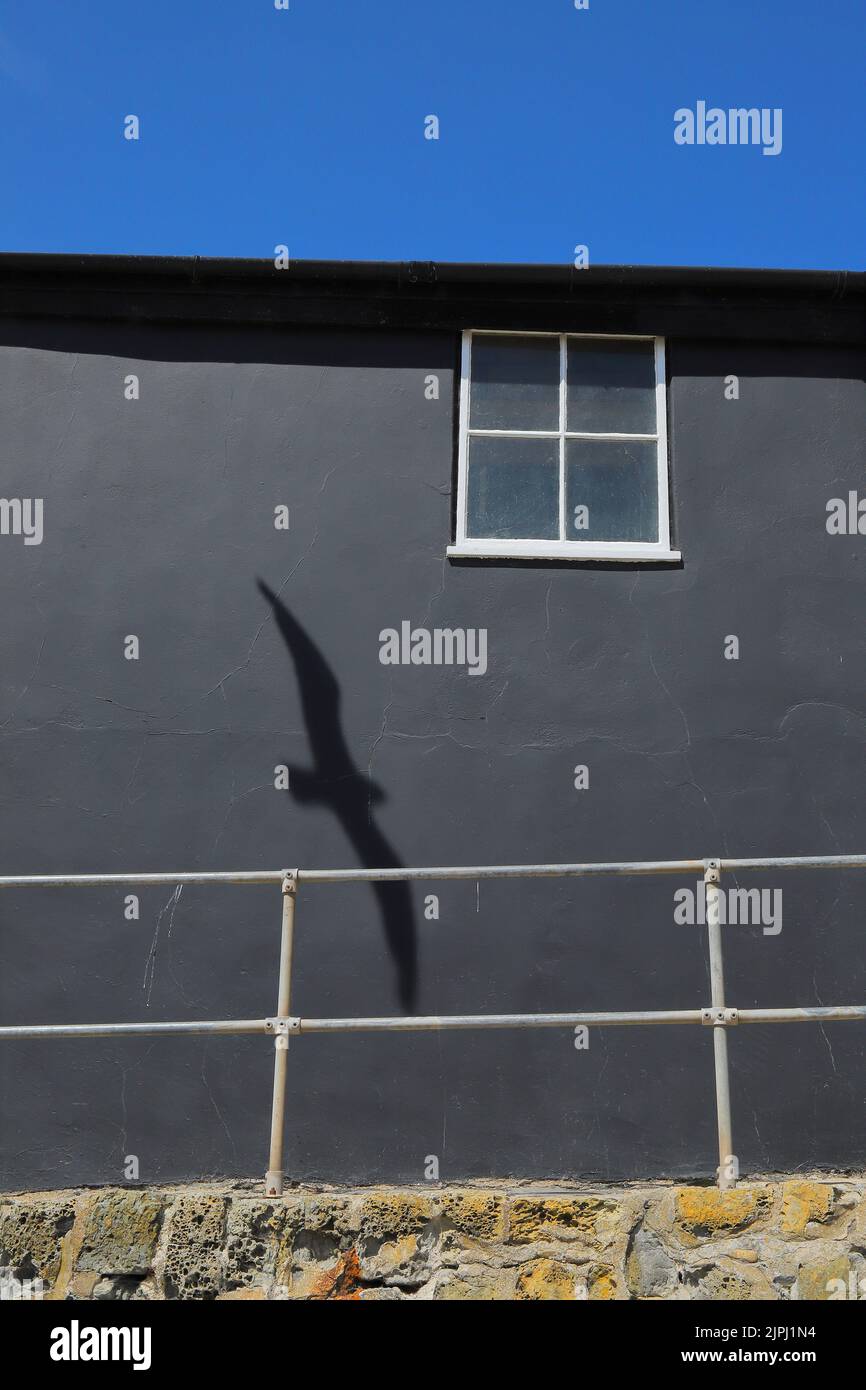 Shadow of seagull in flight Stock Photo - Alamy