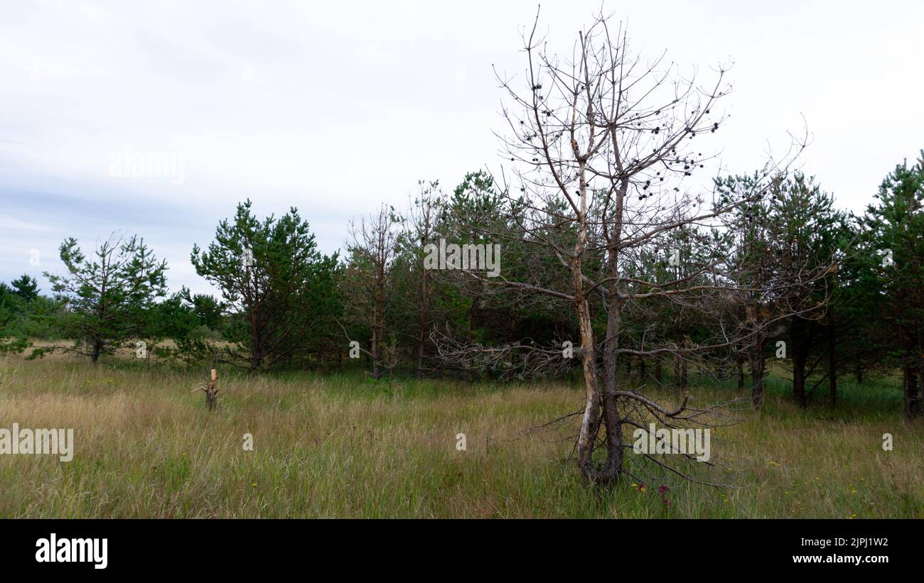 Old withered coniferous tree hi-res stock photography and images - Alamy