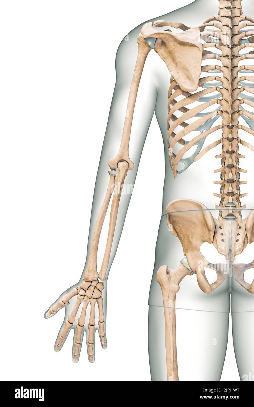 Accurate posterior or rear view of the arm or upper limb bones of the ...