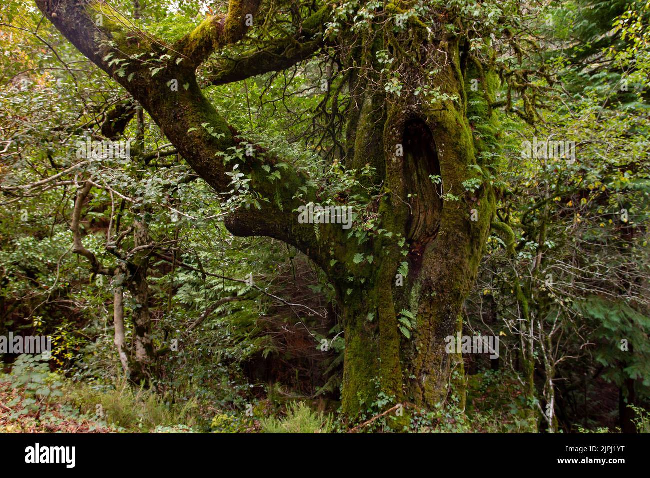 European oak (Quercus robur) centenarian tree in green atlantic forest ...