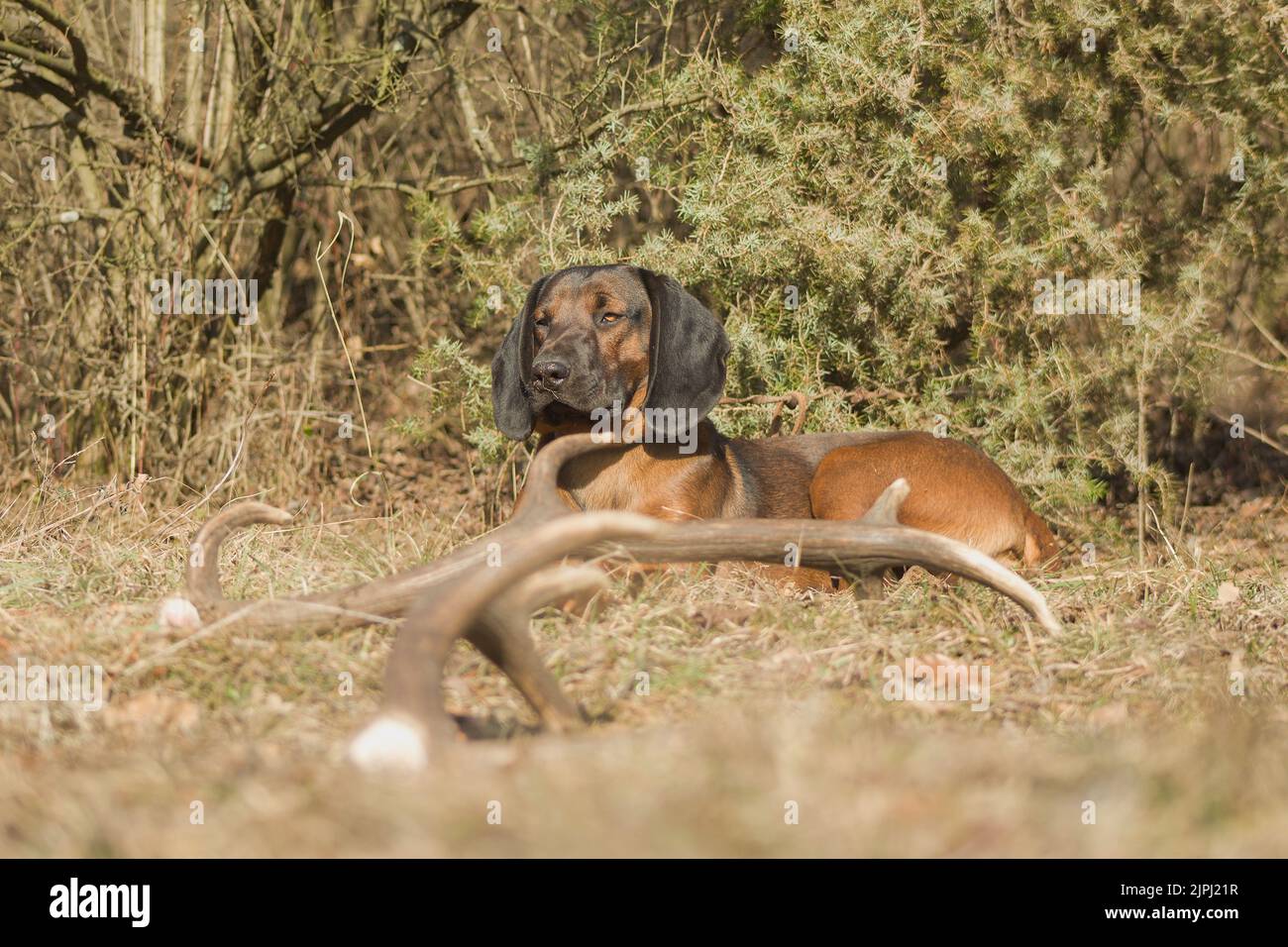 Happy Bavarian Hound guarding a pair of red deer antler sheds in Slovak ...