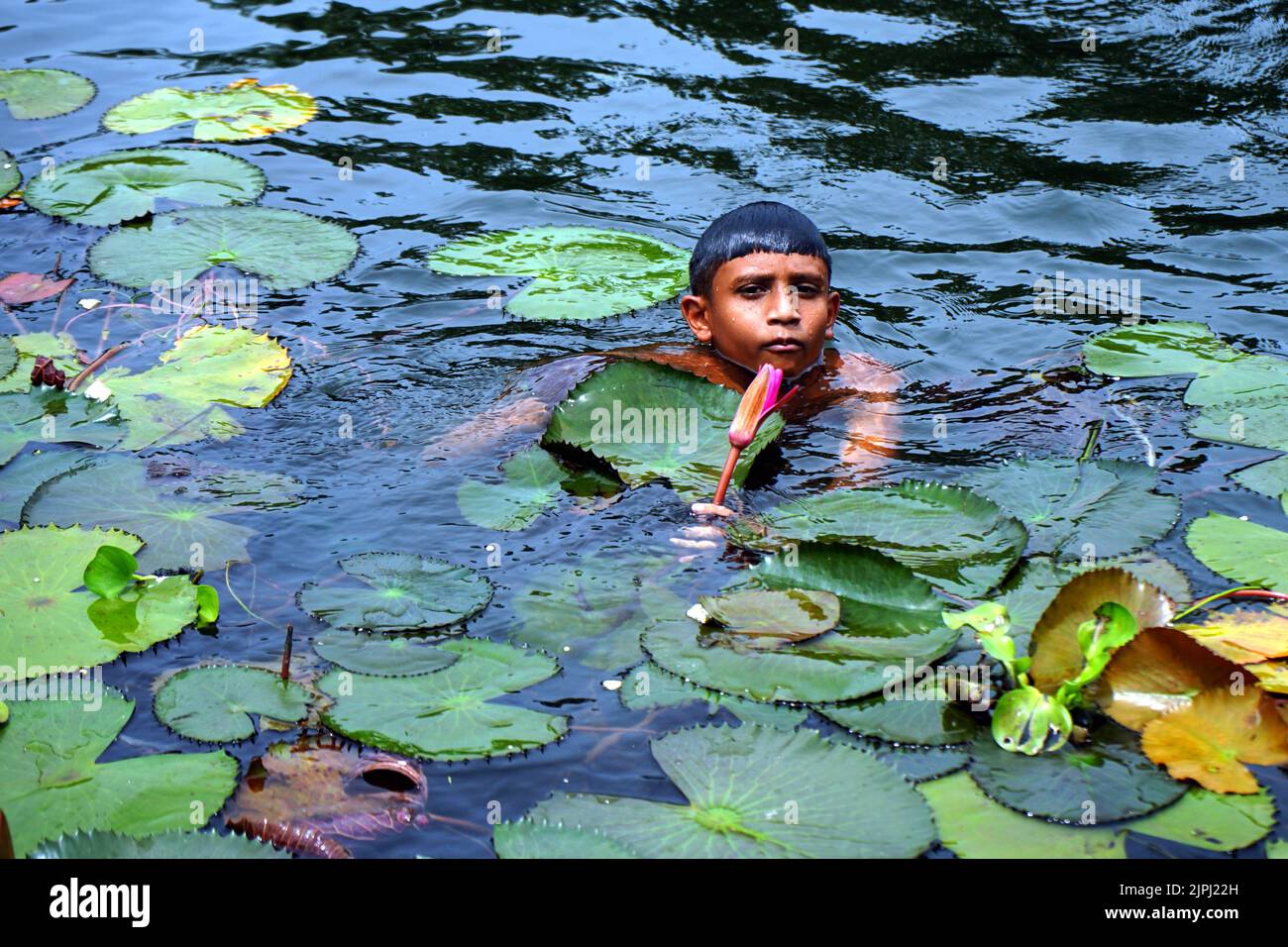 Sylhet, Sylhet, Bangladesh. 18th Aug, 2022. A boy collects water lily by swimming from a pond in ...