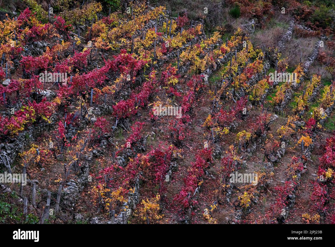 Terraced grape vines (Vitis vinifera) with autumnal colours in Ribeira ...