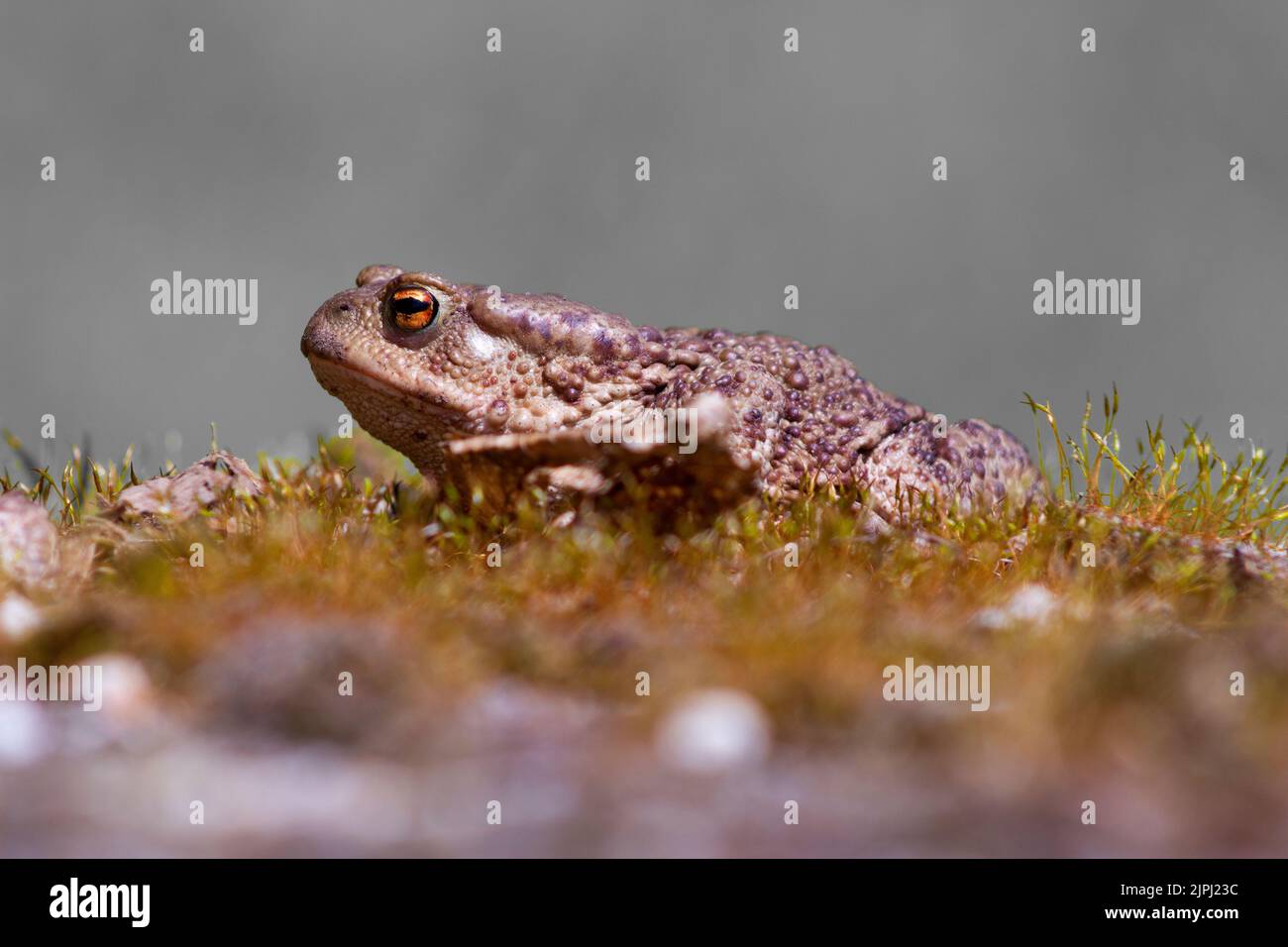 Crawling common toad (Bufo bufo) on moss on a spring day Stock Photo ...