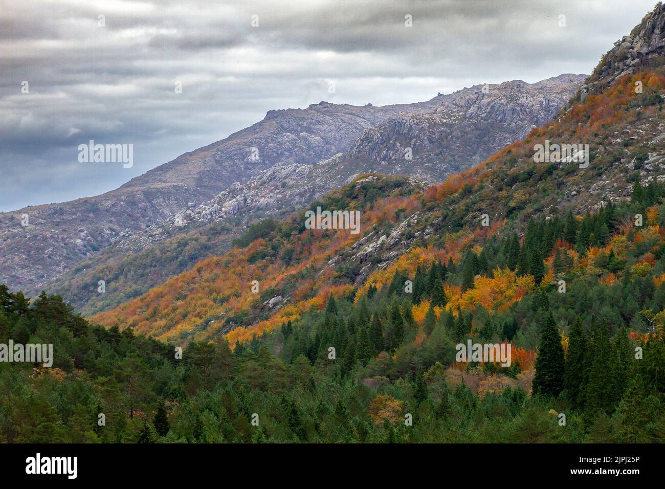 Autumnal colored temperate broadleaf and mixed forest landscape in the ...