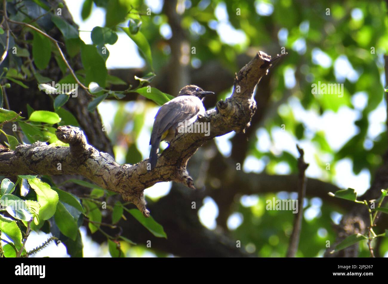 A cute tiny bulbul bird sitting on a giant branch of a tree with green ...
