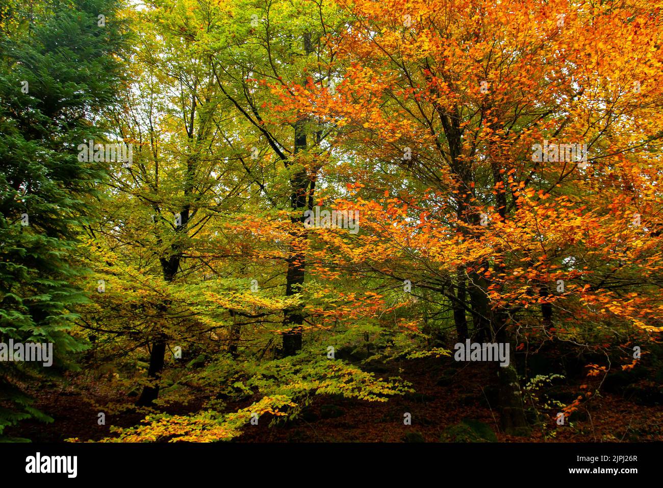 Broadleaf decisuous forest with autumnal colours Stock Photo - Alamy