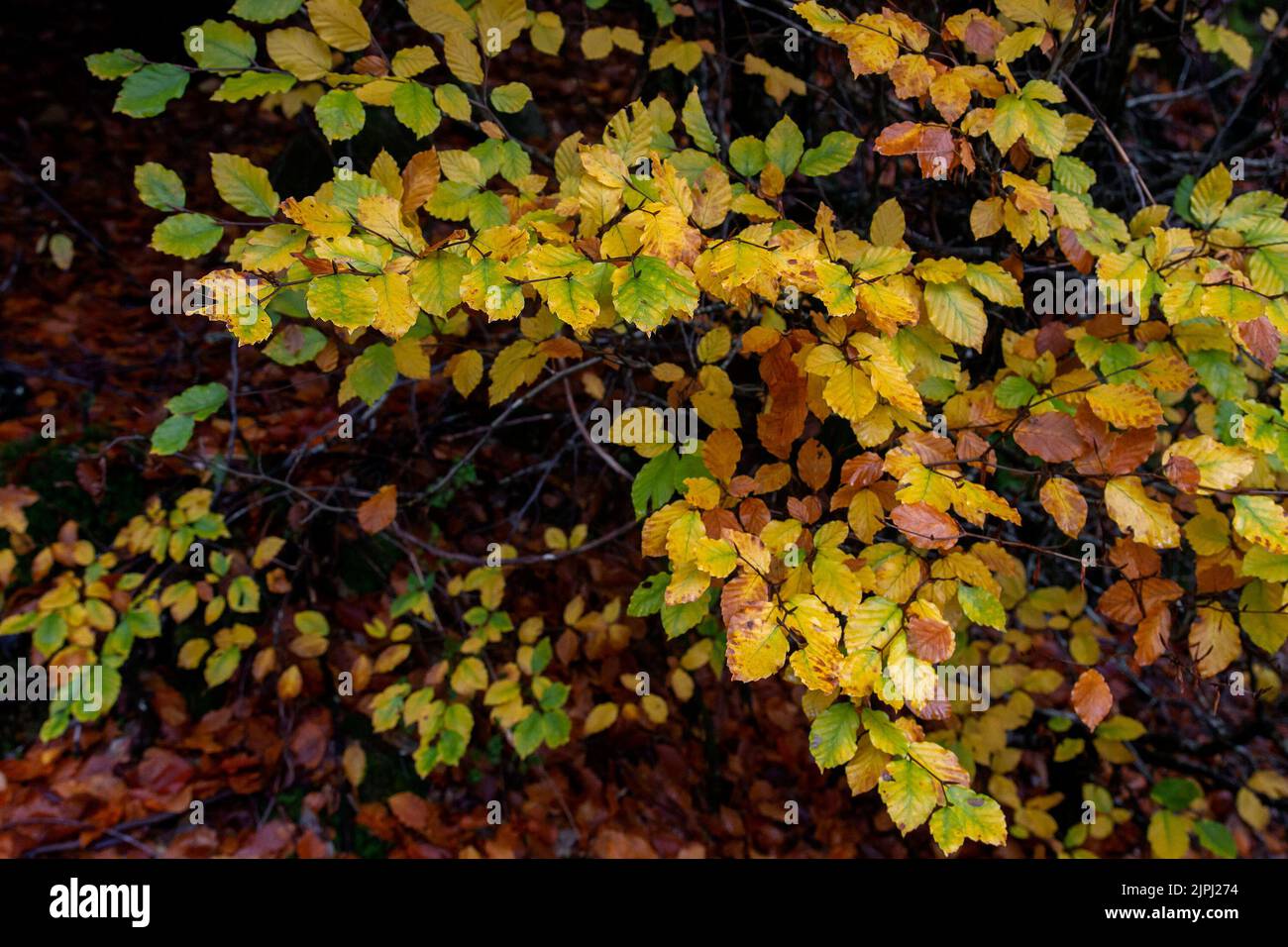 European beech (Fagus sylvatica) autumnal foliage Stock Photo - Alamy