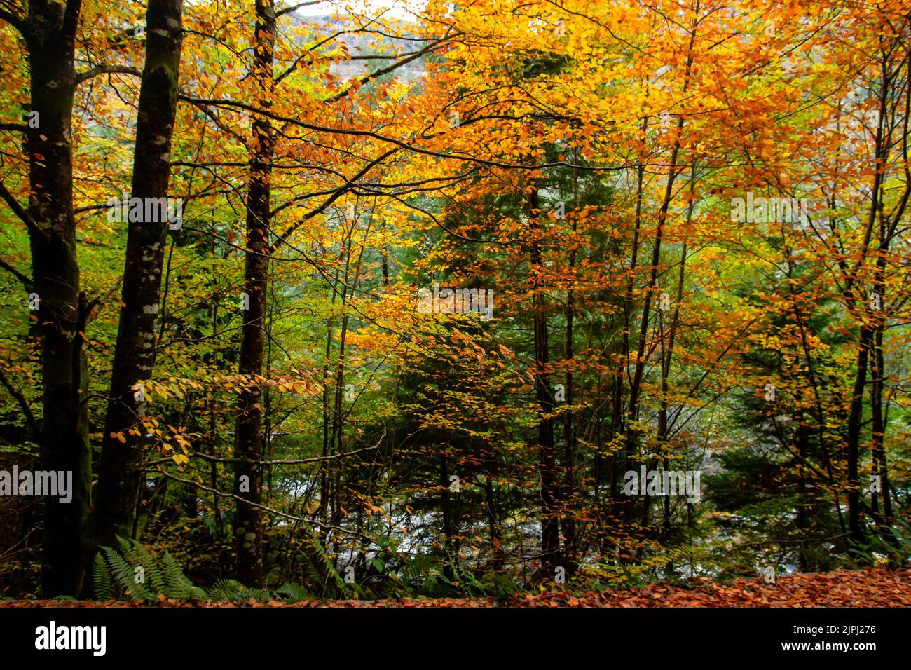 Broadleaf decisuous forest with autumnal colours Stock Photo - Alamy