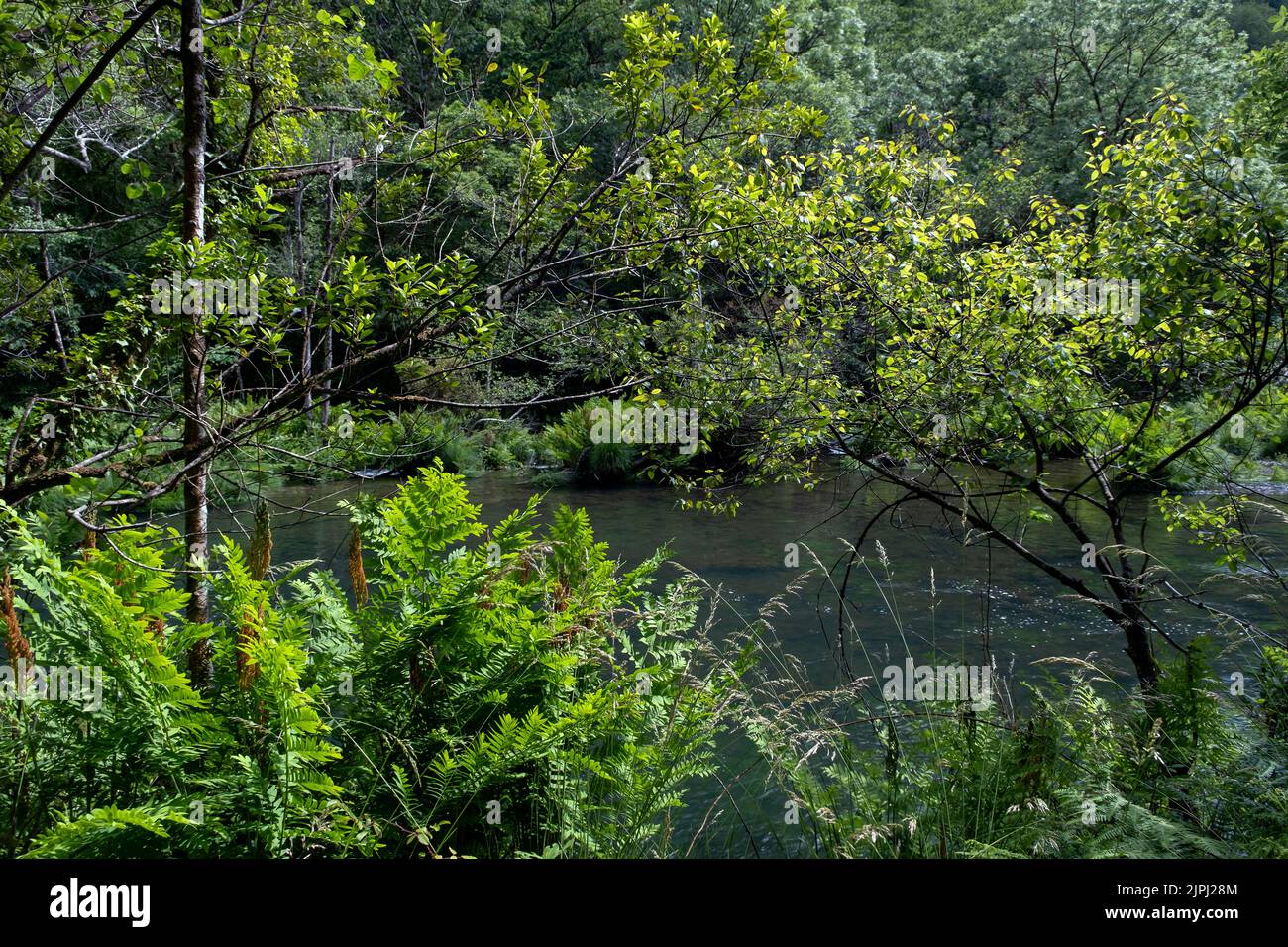 Riverside forest hi-res stock photography and images - Alamy