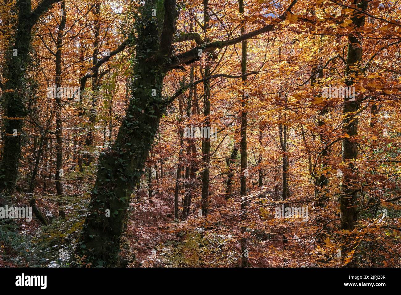 European beech (Fagus sylvatica) forest with autumnal colours Stock ...