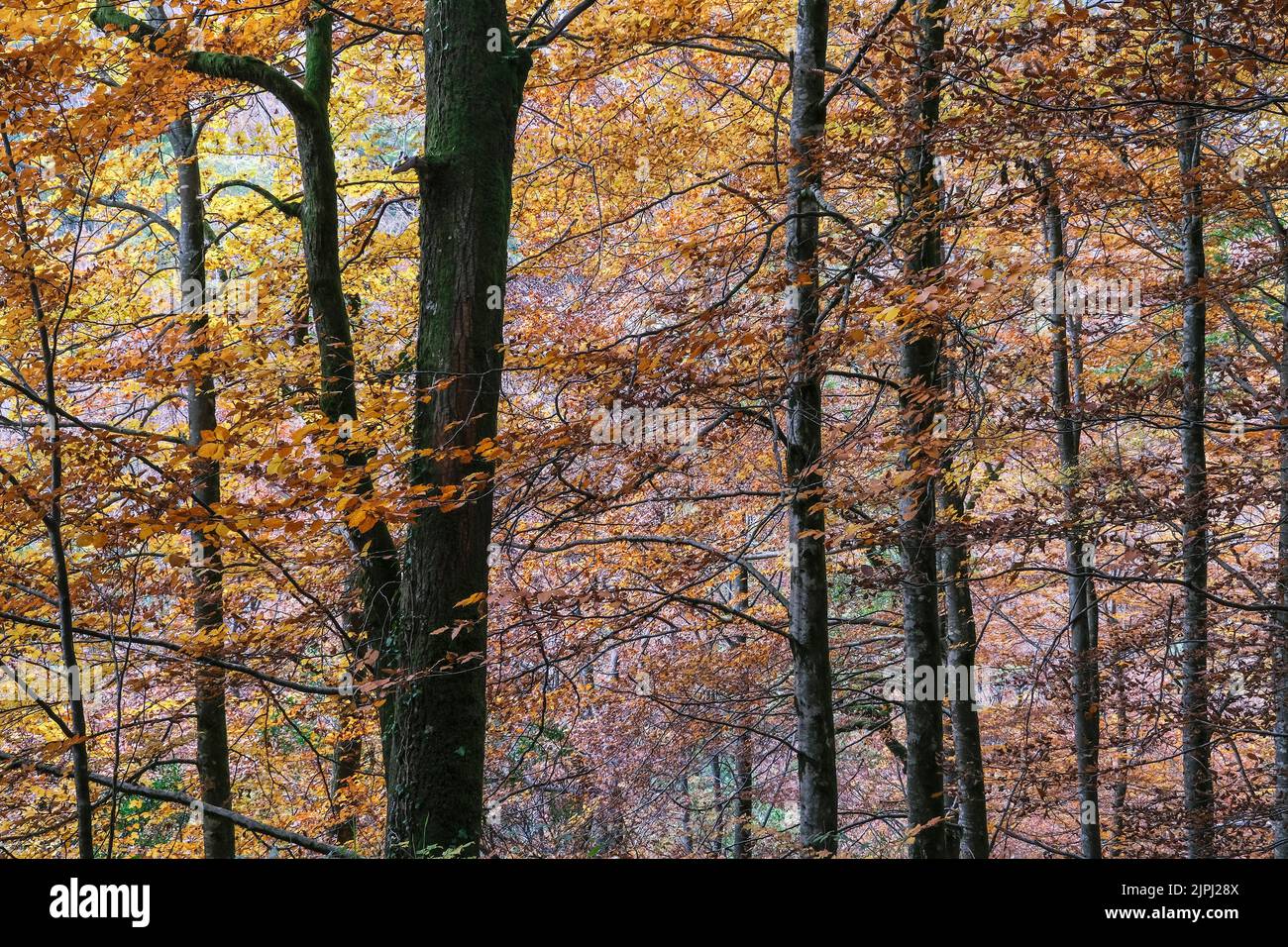 European beech (Fagus sylvatica) trees with autumnal colours Stock ...
