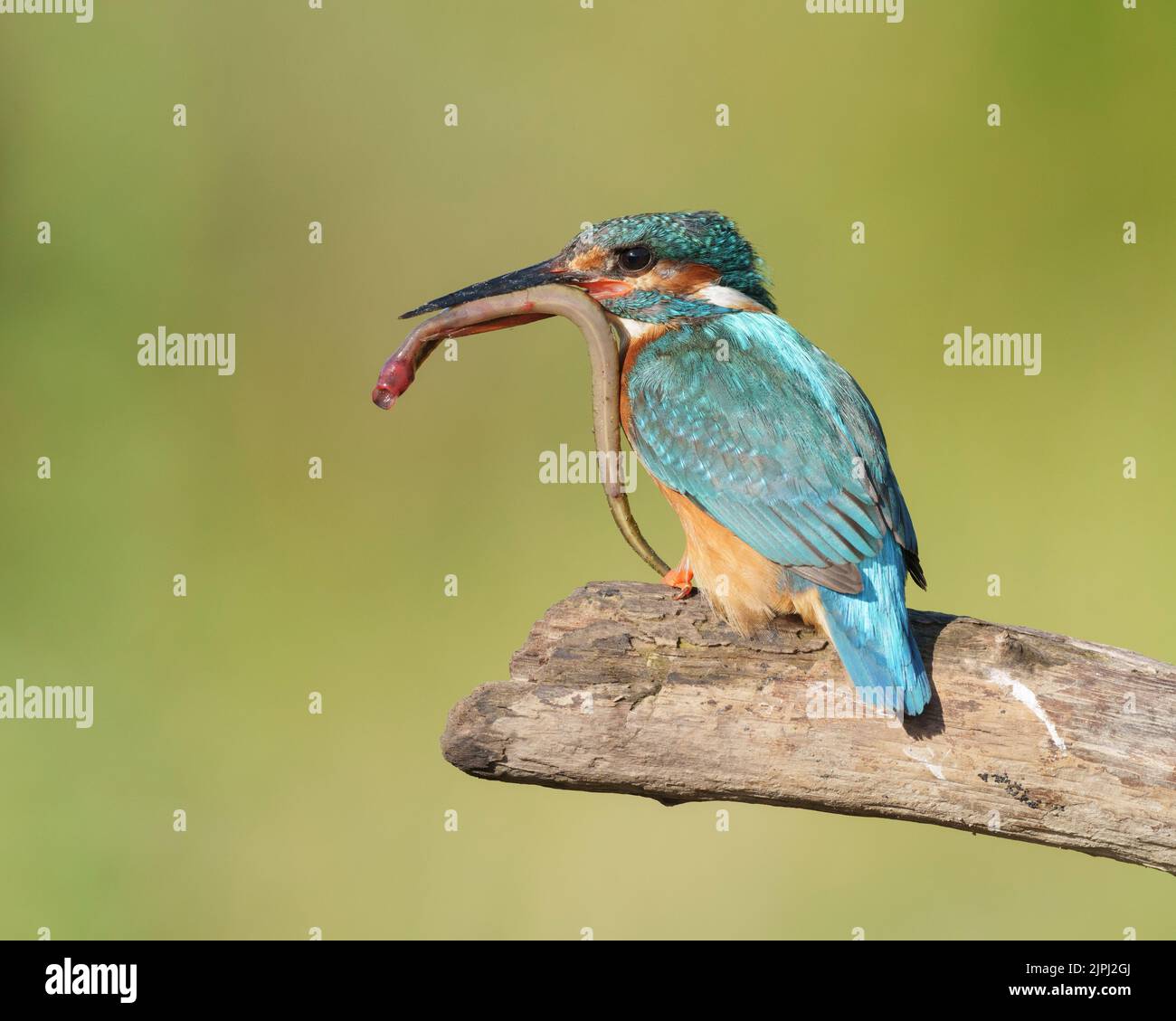 Female kingfisher with lamprey in morning light perched on old branch ...