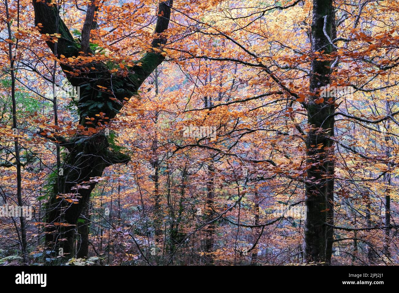 Autumn colours in broadleaf deciduous forest Stock Photo - Alamy