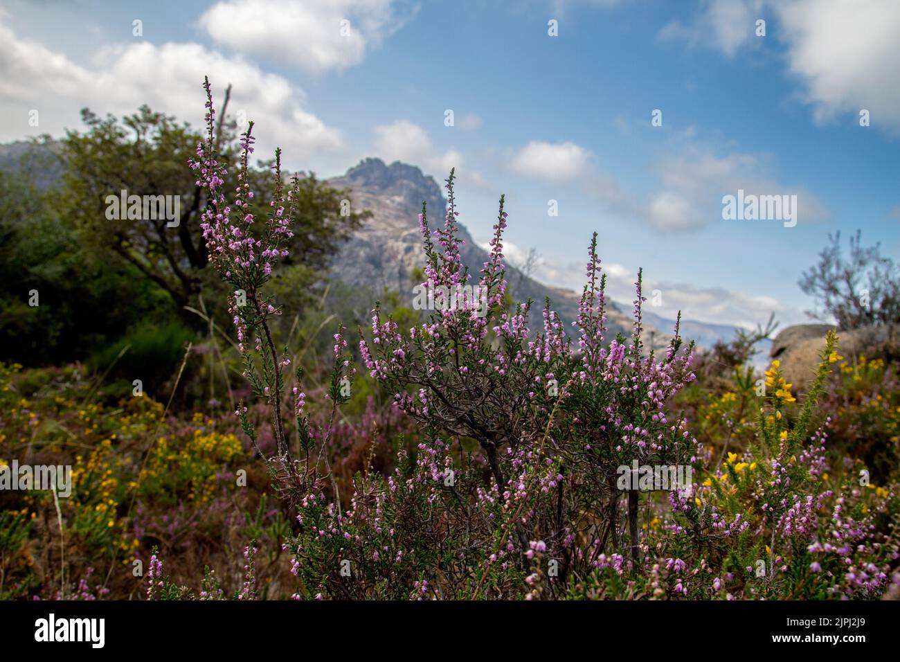 Colorful autumn wildflowers hi-res stock photography and images - Alamy