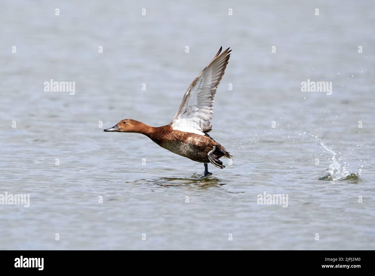 Common pochard female in flight (Aythya ferina). Bird running on water ...