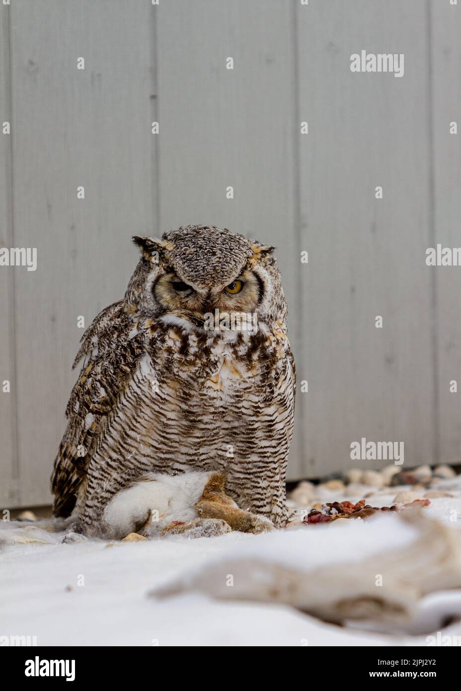 A vertical closeup of a great horned owl with a dead rabbit on it's ...