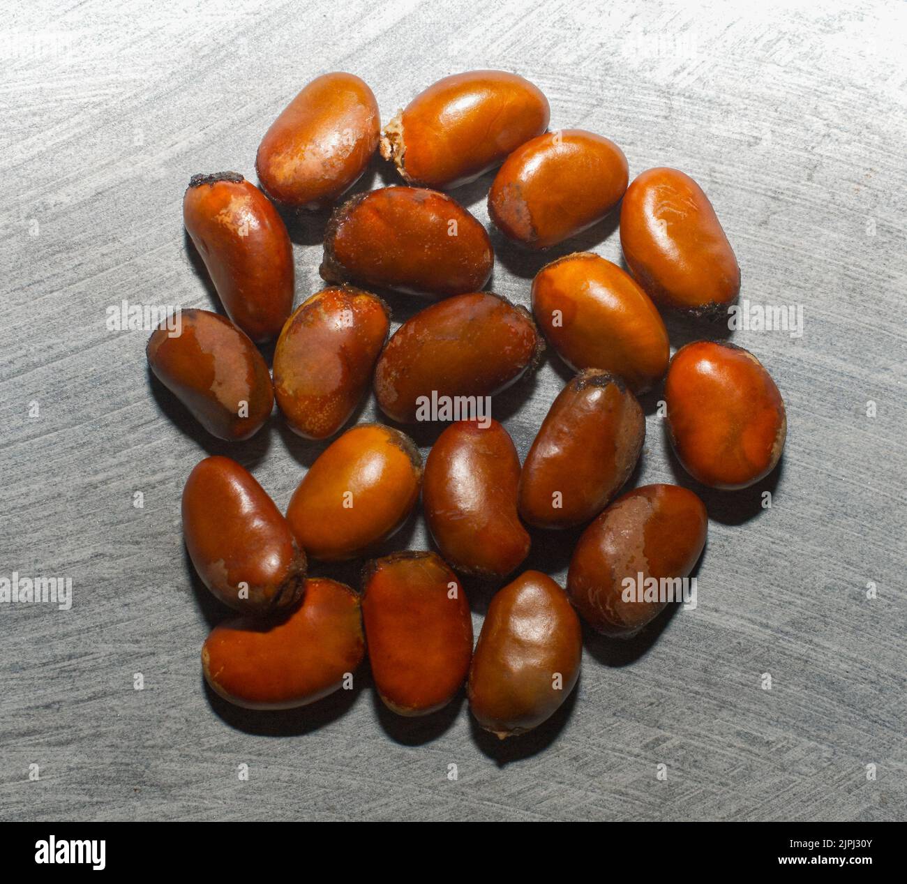 Asimina triloba seeds hi-res stock photography and images - Alamy