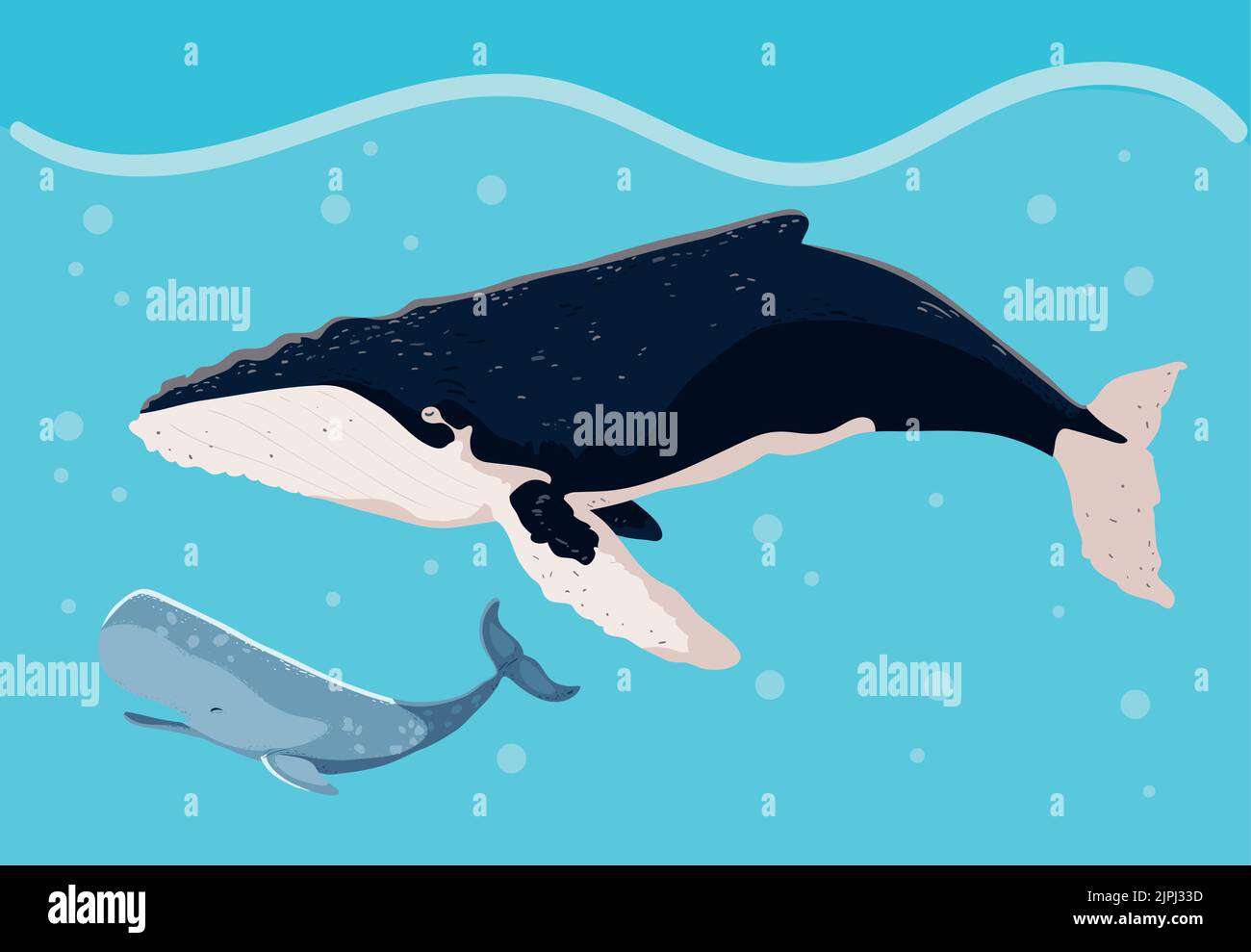 blue and humpback whales Stock Vector Image & Art - Alamy