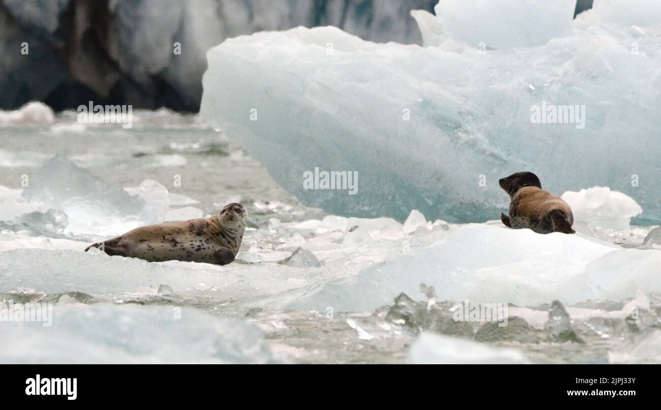 Tracy Arm Fjord, Alaska, USA. 6th Aug, 2022. Sea lions near South ...