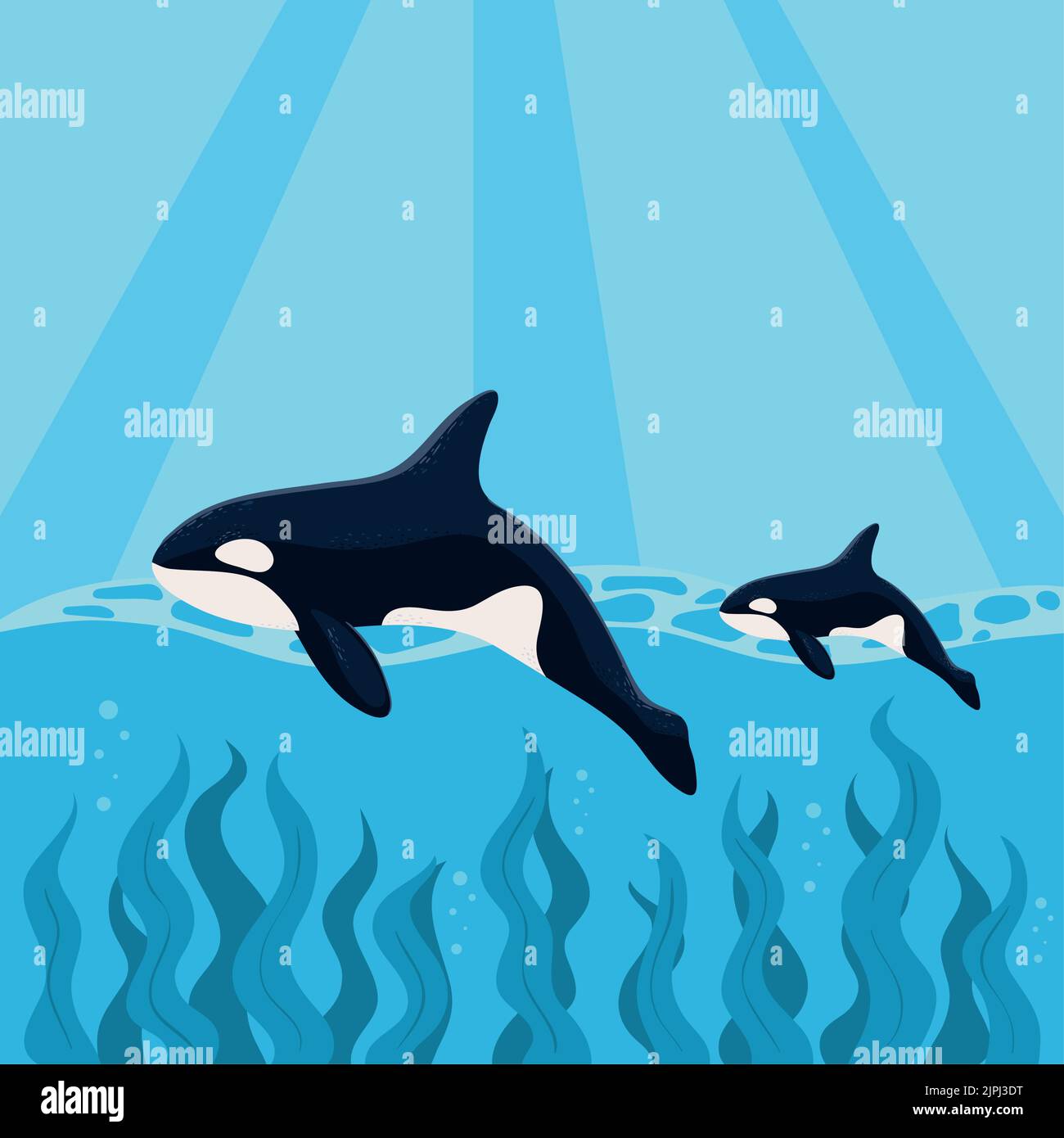 orca whales swimming in ocean Stock Vector Image & Art - Alamy