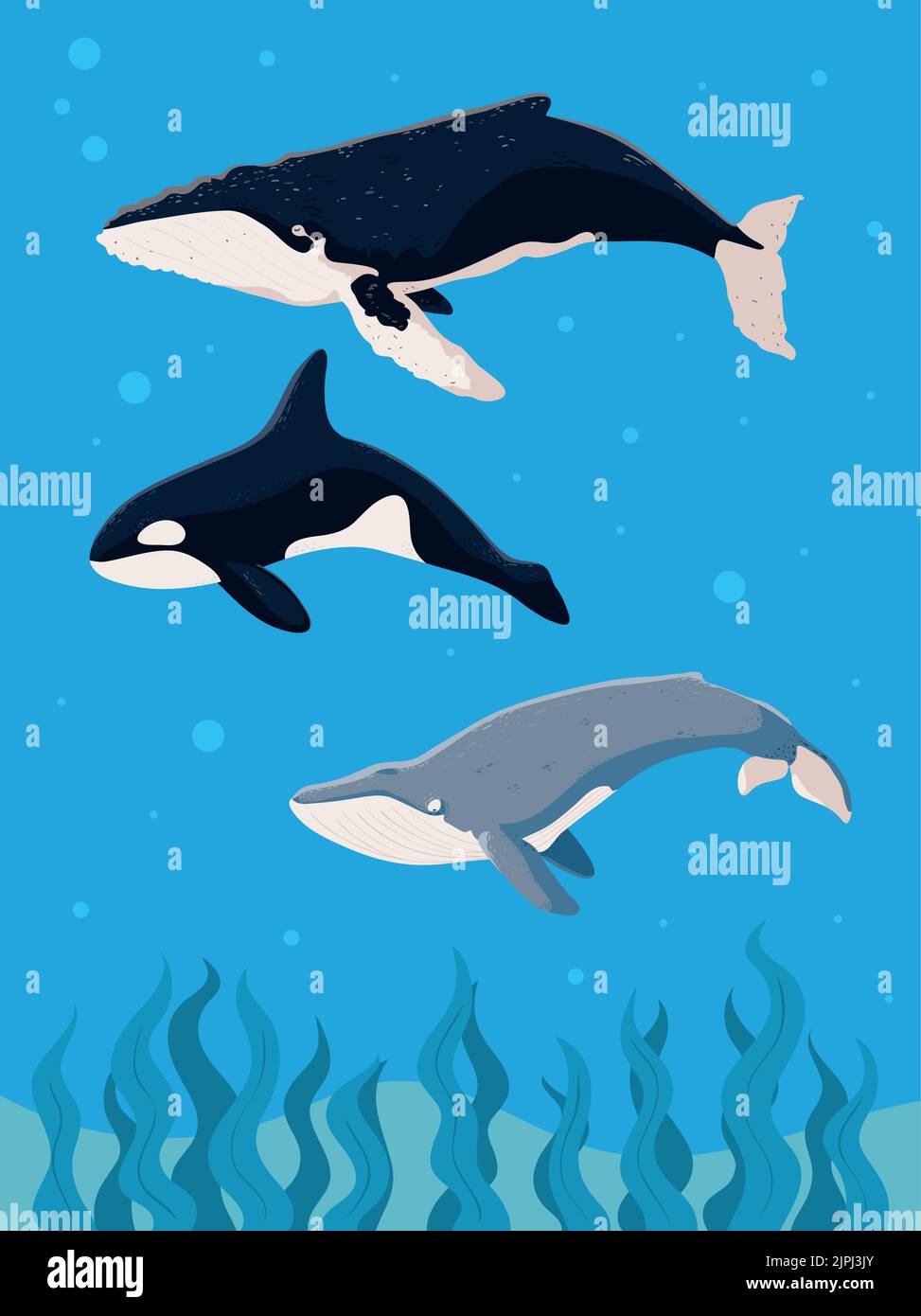 underwater whales sea life Stock Vector Image & Art - Alamy